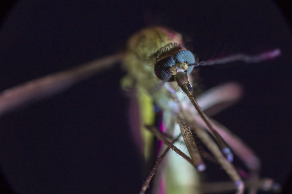 The AFI DOCS Interview: MOSQUITO Director Su Rynard | American Film ...