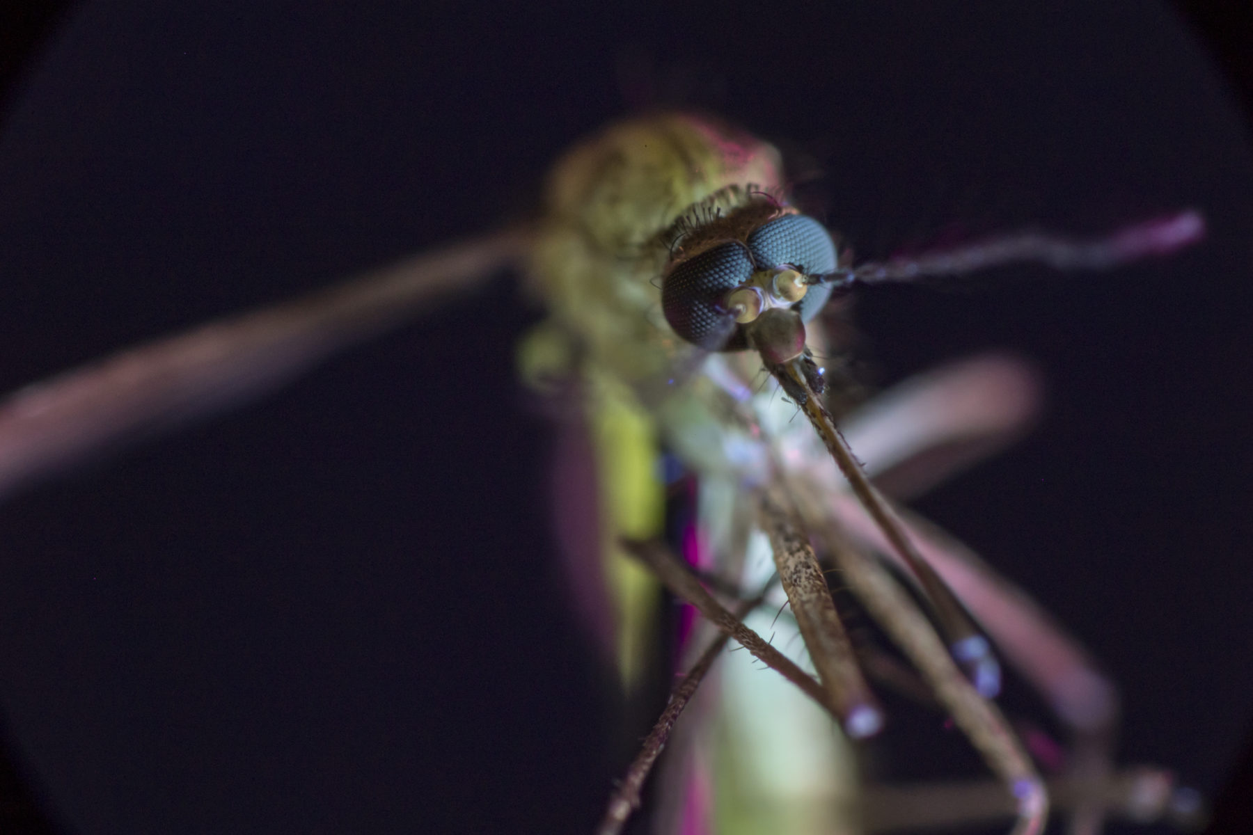 The AFI DOCS Interview: MOSQUITO Director Su Rynard | American Film ...